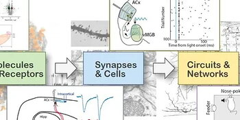 Faculty Research | Neuroscience Program | Illinois